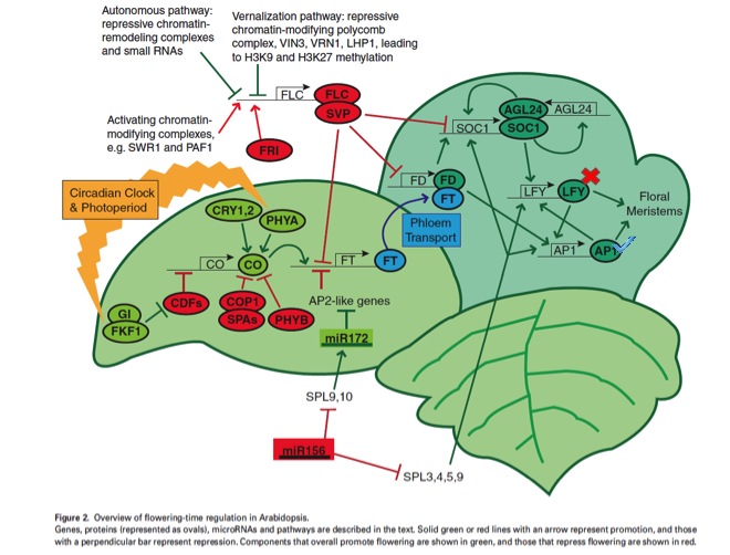 File:Floral Timing Pathway.jpg - GcatWiki